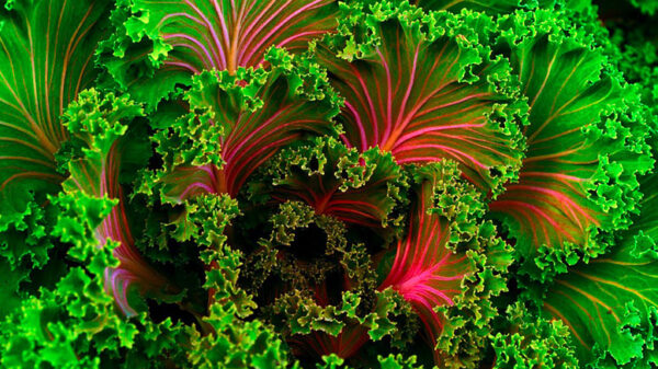 Top 10 Reasons Why Organic Food Is More Expensive | VitalMagOnline.com